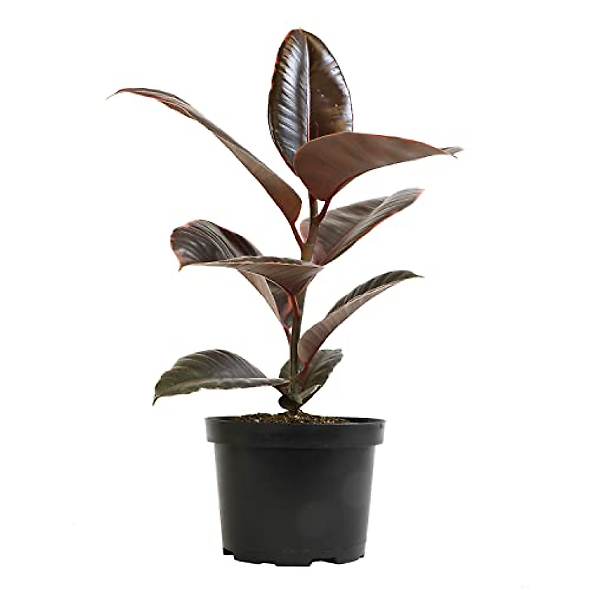 6" Ficus Ruby, Variegated Rubber Plant, Real House Plants, Desk Plants Live, Plant Decor for Bedroom, Floor Plants, Real Plants Indoor Live Plants Indoor Plants Live Houseplants by Plants for Pets