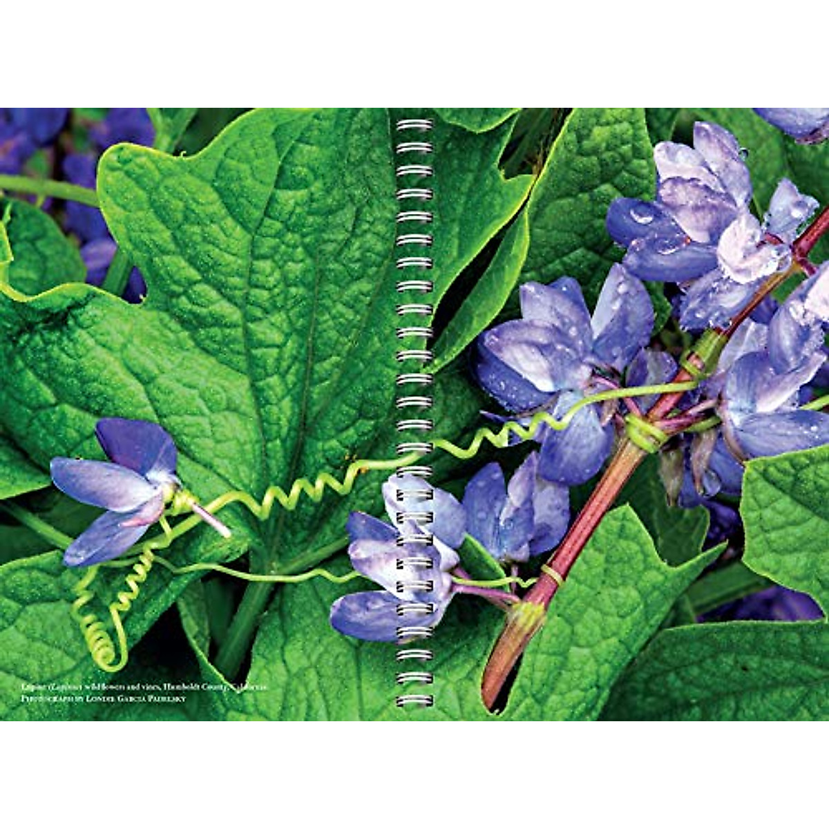 Audubon Engagement Calendar 2021