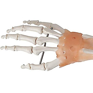 GagalU Hand Joint Model, Human Hand Joint Anatomical Skeleton with Skin Model Life Size, Teaching Supplies Doctors Office Educational Tool for School,Education