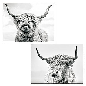 2 Pieces Highland Cow Canvas Posters Prints Black and White Longhorn Steer Animal Portrait Wall Art for Living Room Office Bedroom Decor (Unframed,16x20 inches)