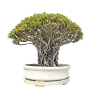 Banyan Bonsai Tree Seeds for Planting - 30 Seeds of Ficus benghalensis