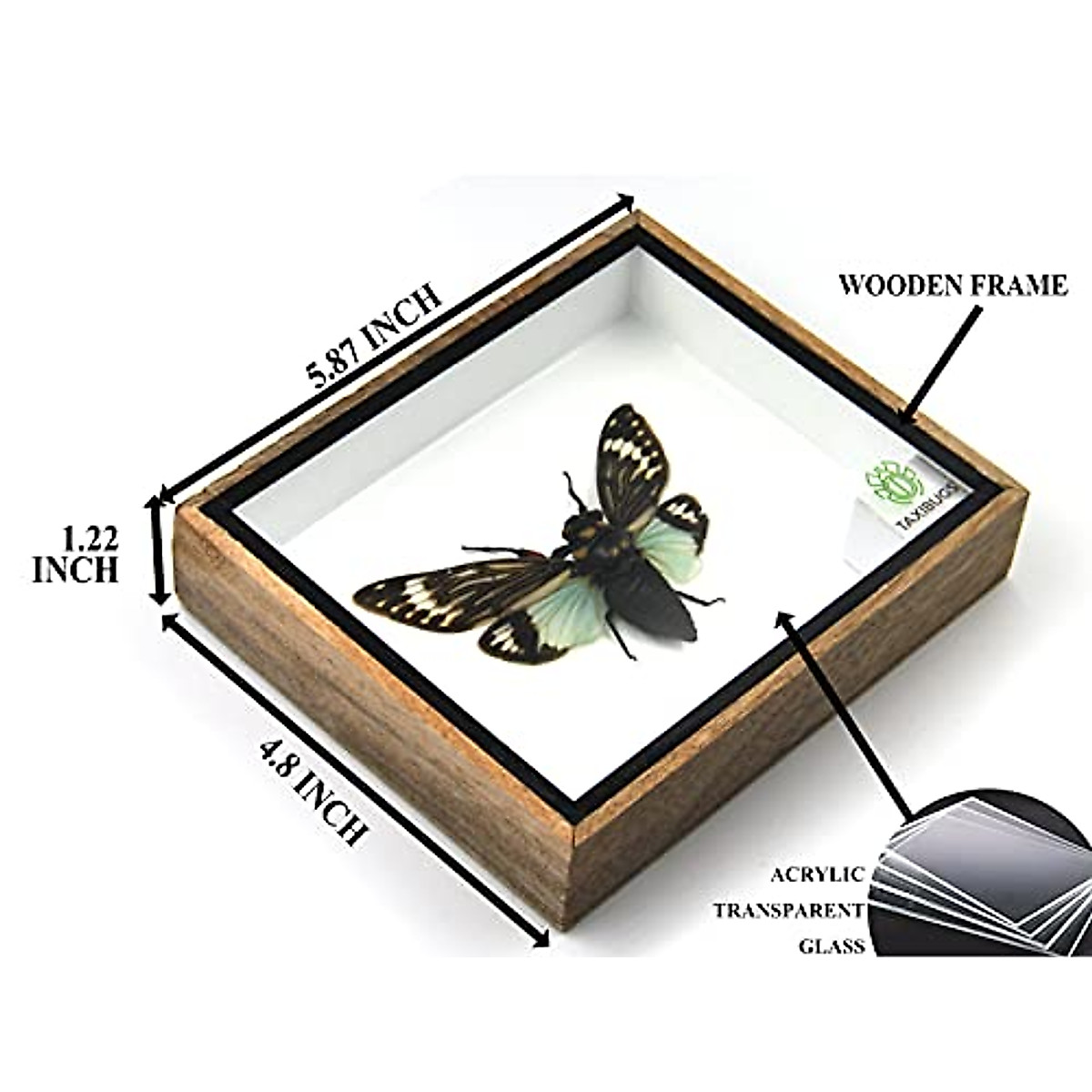 Real Exotic Cicada Opens Wings - Taxidermy Collection Framed in a Wooden Box As Pictured (Blue Wings, Wooden Box)