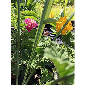 Lantana Camara Flowers - Two (2) Mixed Starter Live Plants - Not Seeds - Natural Mosquito Repellant Garden - Attract Hummingbirds & Butterflies - in 4 inch Pots