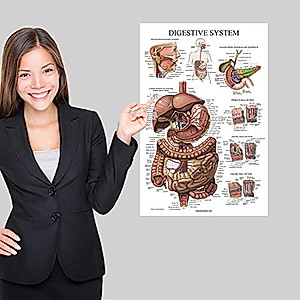 10 Pack - Anatomy Posters - Paper (Not Laminated) - Muscular, Skeletal, Digestive, Respiratory, Circulatory, Endocrine, Lymphatic, Male & Female Reproductive, Nervous System, Anatomical Charts 18"x24"