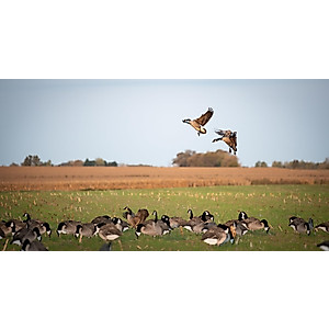 Dive Bomb Industries 1 Dozen V2F Canada Goose Silhouette Decoys