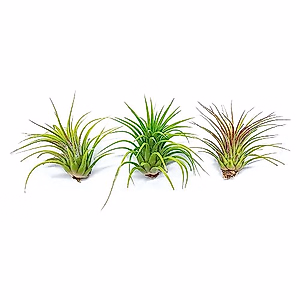 Ionantha Tillandsia Air Plants Live Indoor Plants (10PK), Air Plant Terrarium Plants Live Houseplants, Live Plants Indoor Plant Kit, Easy Care Plants for Air Plant Holder or Garden by Plants for Pets