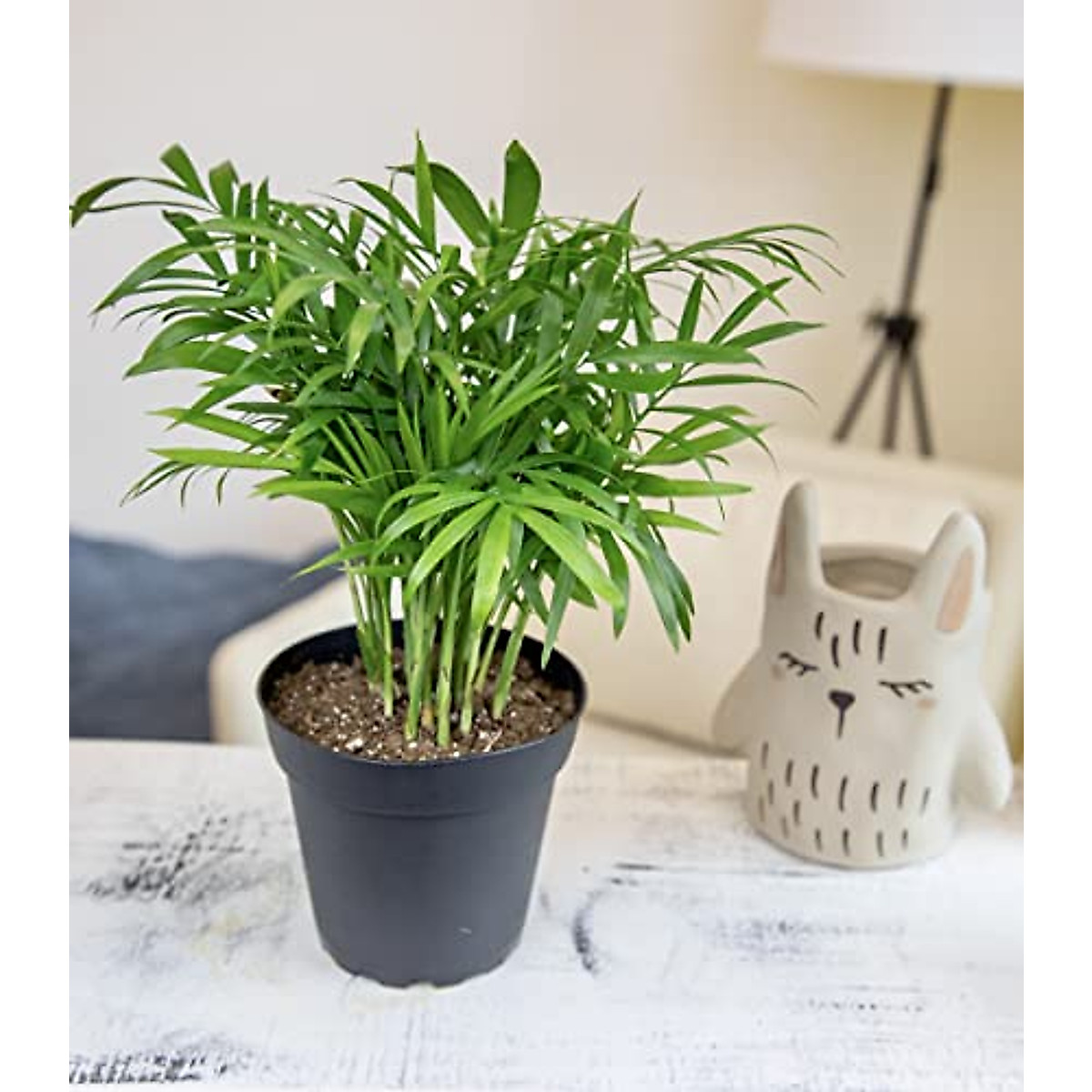 Altman Plants, Classic Houseplant Collection (4PK) Live Plants Indoor Plants Live Houseplants in Plant Pots, Easy House Plants Indoors Live, Snake Plant, Pothos in Potting Soil, Clean Air Plants