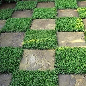 Outsidepride Perennial Herniaria Glabra Green Carpet Rupturewort Low Growing, Spreading, Ground Cover - 10000 Seeds