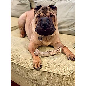 Deer Valley Chews Premium Deer Antler for Dogs - Large 6-7 Inches Long, Single Antler - All Natural Dental Treat for Teething and Chewing - Premium Grade, Naturally Shed