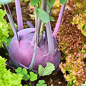 Purple Vienna Kohlrabi Seeds: 1 Lb - Non-GMO Vegetable Garden & Micro Greens Growing Seed