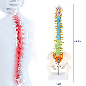 ASINTOD Human Spine Anatomy Model, 15.5" Color Human Spine Model, Anatomical Human Spine Model with Spinal Nerves, Intervertebral Discs, Pelvis, Femur with Display Stand for Display, Teaching