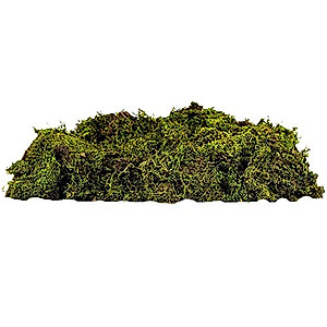 Succulent Cactus Seed DIY Terrarium Germination Starter Kit for Indoor Garden Growing - Mini Terrarium Kit with Seeds, Soil, Rocks, Moss, Pea Gravel, Activated Charcoal, and Burlap Potting Planters