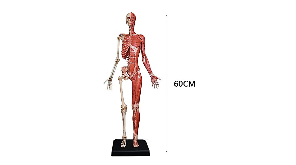 Female Anatomy Figure - Anatomical Model for Artists
