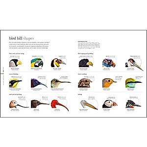 Zoology: Inside the Secret World of Animals (DK Secret World Encyclopedias)