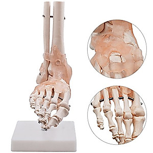 Foot Joint Model Human Foot Ankle Joint Model with Ligament Medical Science Life Size