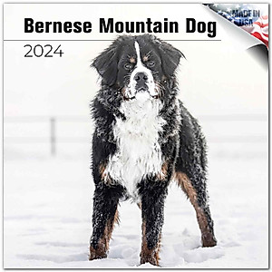 2023 2024 Bernese Mountain Dog Calendar - Dog Breed Monthly Wall Calendar - 12 x 24 Open - Thick No-Bleed Paper - Giftable - Academic Teacher's Planner Calendar Organizing & Planning - Made in USA