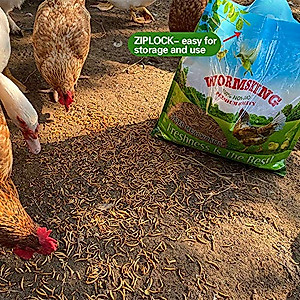 5LB Dried Mealworms 100% Non-GMO, Mealworms for Chickens, Blue Birds, Ducks, Small Pets