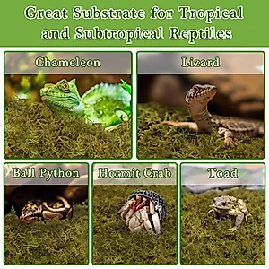 Halatool 9OZ Natural Sphagnum Moss for Reptiles Green Live Moss for Terrarium Plants Long Fiber Reptile Moss for Leopard Gecko Snake Hamsters Tortoises Frogs Lizards Salamanders