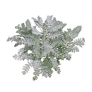 Burpee Silver Lace Dusty Miller Seeds 100 seeds