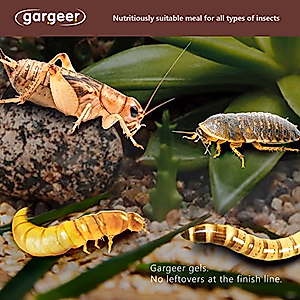 Gargeer Bugs and Insects Food. Complete Gel Diet for Roaches, Crickets, Worms, Dubia, Fly, etc. Made in The USA, Using Premium Nutritional Ingredients. 3oz Powder Turns into 1 Pound of Ready Food.