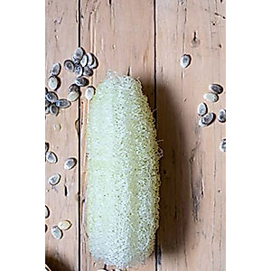 Luffa Sponge Gourd Seeds Vegetable Sponge Smooth Loofah 30 Seeds