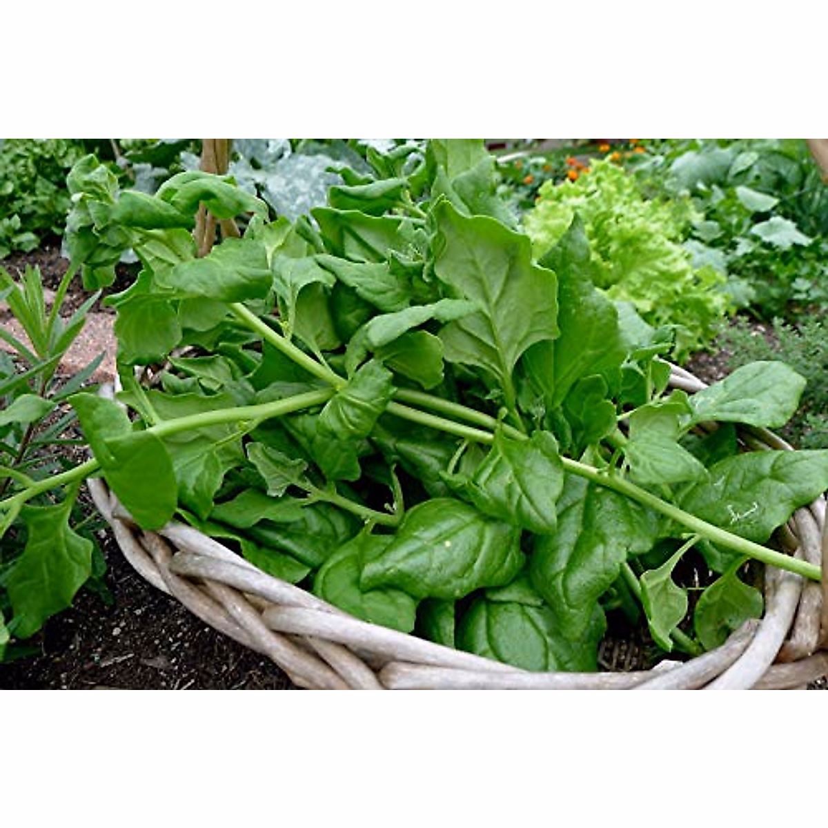 New Zealand Spinach Seeds for Planting, 100+ Heirloom Seeds Per Packet, (Isla's Garden Seeds), Non GMO Seeds, Botanical Name: Tetragonia tetragonioides, Great Home Garden Gift