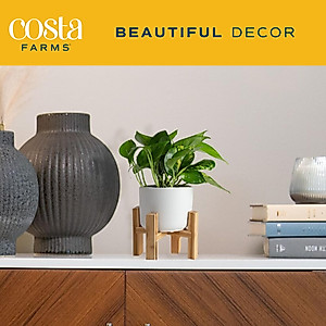 Costa Farms Golden Pothos Live Plant, Easy to Grow Vining Live Indoor Houseplant in Décor Planter, Real Plant for Housewarming Gift, Home or Room Decor, 10-12 Inches Tall