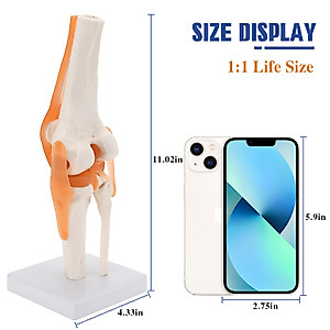 HINGONS Anatomical Medical Knee Ligament Model, Flexible 1:1 Scientific Life Size Human Knee Model, Teaching Tool for Patient Science Education and Anatomy Research