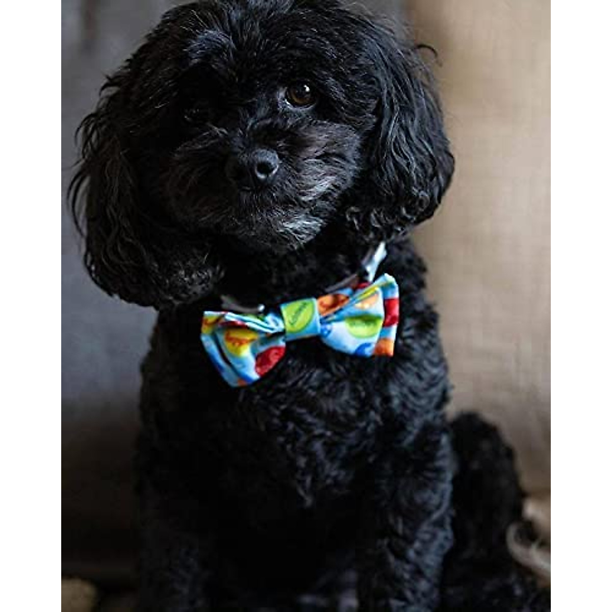 H&K Bow Tie for Pets | Party Time Blue (Extra-Large) | Birthday Velcro Bow Tie Collar Attachment | Fun Bow Ties for Dogs & Cats | Cute, Comfortable, and Durable | Huxley & Kent Bow Tie