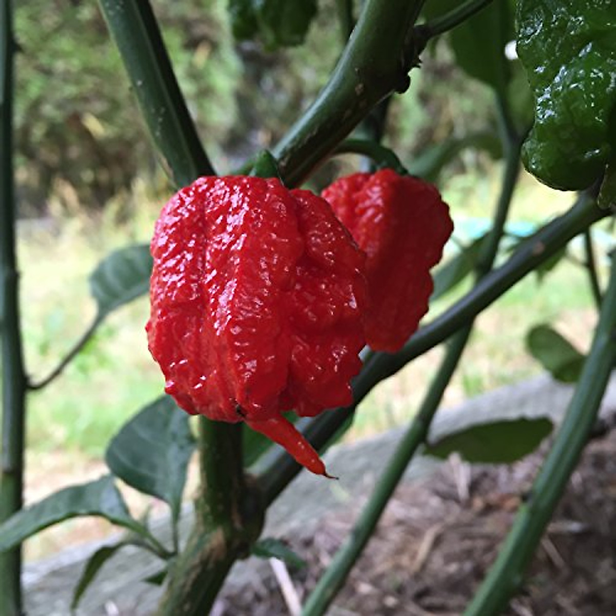 Wayland Chiles Carolina Reaper Seeds (Red)