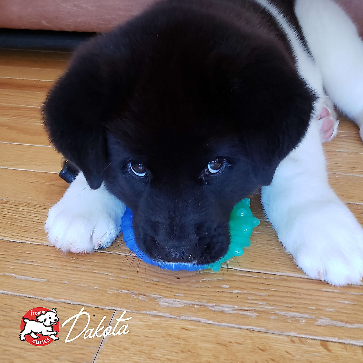 Fromm Heartland Gold Large Breed Puppy Dry Dog Food - Dry Puppy Food for Large & Giant Breeds - Beef Recipe - 4 lb