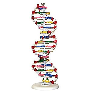 Vision Scientific VADNA1 DNA Model(25 x 8 inches) | Mounted on Rotatable, Circular Stand | Made of Durable and Colorful PVC | Phosphate can be Removed