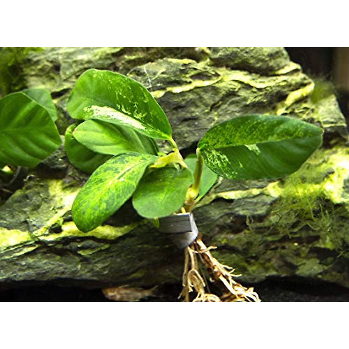 Live Aquarium Plants, Anubias Coffeefolia, Anubias Aquarium Plant, Aquarium Plants Live Fish Tank Decorations, Live Fish Freshwater Aquarium Plants, Terrarium Live Plants, Water Plants By Aquatic Arts