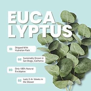 Self Care Shower Eucalyptus Fresh USA [Hanger Included] 10" Mini Bunch Live & Natural for Shower in Bathroom Leaves Greenery Stems Lavender Shower Plant, Fragrance, Decor