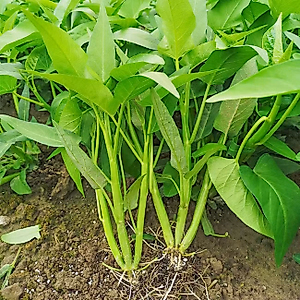 500+ Kong Xin CAI Vegetable Seeds Water Spinach Kangkong Delicious Vegetable Seeds for Green Leaf Planting Garden Non-GMO Choy Ong Seed