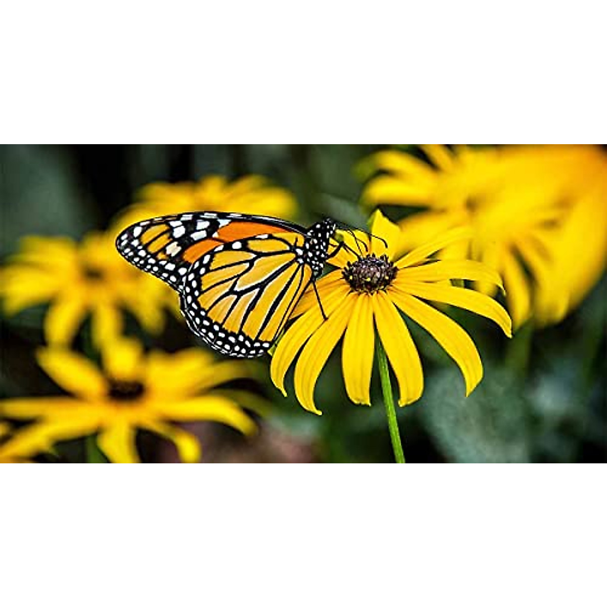 Created By Nature Tennessee Wildflower Seed Mix, Covers 325 Sq Ft, 18 Flower Varieties, Over 35,000 Seeds