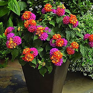 100 Pcs Mix Lantana Flower Seeds Lantana Camara Seeds for Planting Home Garden Non-GMO