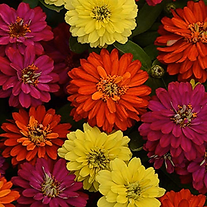 Outsidepride Zinnia Zahara Double Brilliant Heat & Drought Tolerant Garden Cut Flowers - 100 Seeds