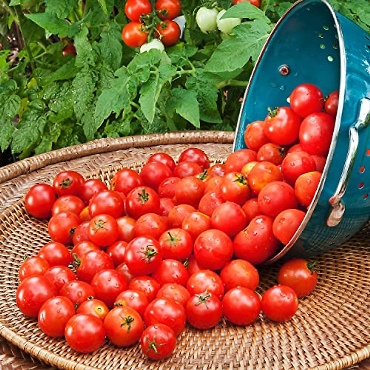 Bonnie PLANTS Husky Cherry Red Tomato Live Vegetable Plants - 4 Pack, Non-GMO, Bite Sized, Disease Resistant
