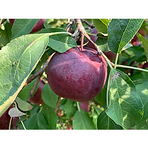 Pixies Gardens (5 Gallon Potted Set of Two Plants) Arkansas Black Apple Tree- Produces Lots of Succulent Sweet Apples- As an Eating Apple Late-Maturing Medium-Sized Apple Deep Red Looks Almost Black.