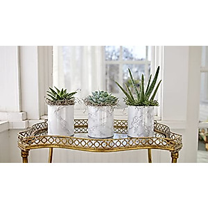 Espoma Organic Cactus! Plant Food, Natural & Organic Fertilizer for All Cactus, Succulents, Palm, and Citrus Both Indoors and Outdoors, 8 oz, Pack of 2