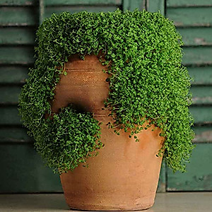 Outsidepride 50 Pellets Perennial Mentha Corsican Mini Mint Ground Cover Seeds for Planting