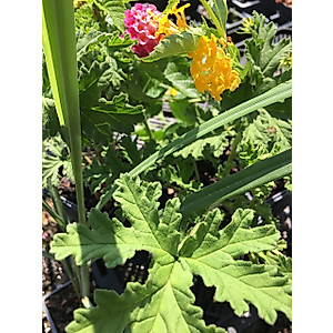 Lantana Camara Flowers - Two (2) Mixed Starter Live Plants - Not Seeds - Natural Mosquito Repellant Garden - Attract Hummingbirds & Butterflies - in 4 inch Pots