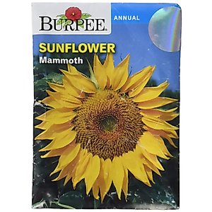 Burpee Sunflower Seed, 1 EA