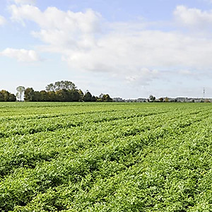 Knorr Pasta Sides For Delicious Quick Pasta Side Dishes Four Cheese Pasta No Artificial Flavors, No Preservatives, No Added Msg 4.1 oz, Pack of 8