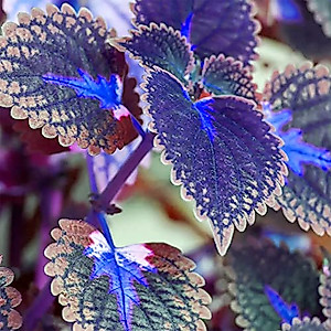 QAUZUY GARDEN 30 Rare Blue Coleus Seeds for Planting | Beautiful Fast ...