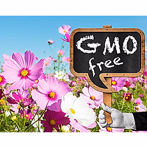 Daisy Garden 100 Pcs Pink Pampas Grass Seeds Perennial Flowering Ornamental Grasses Flower