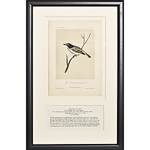 The Black-headed Vireo