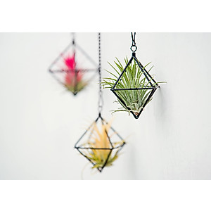 libproqia Small Air Plants Holders Black Hanging Airplants Hangers Iron Wire Airferns Display Frame Geometric Tillandsia Air Planter with Chains for Wall Mounted Himmeli Decor 6pcs(No Plants)