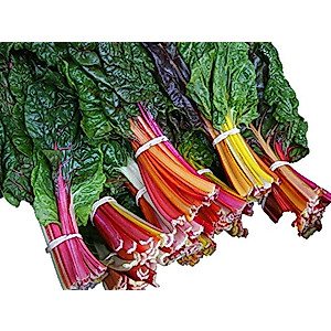 Chard Swiss Rainbow Seeds Grow Unique Red Pink Yellow Green Zellajake Farm and Garden Carries All The Seeds That You Need! 166C (450+ Seeds, or 1/4 oz)